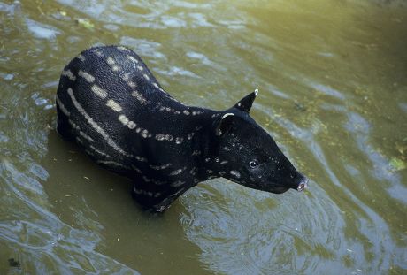 250 Tapirus Stock Pictures, Editorial Images and Stock Photos ...