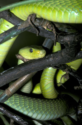 14 Dendroaspis angusticeps Stock Pictures, Editorial Images and Stock ...