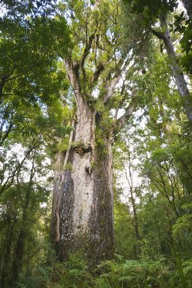 76 Giant rainforest trees Stock Pictures, Editorial Images and Stock ...