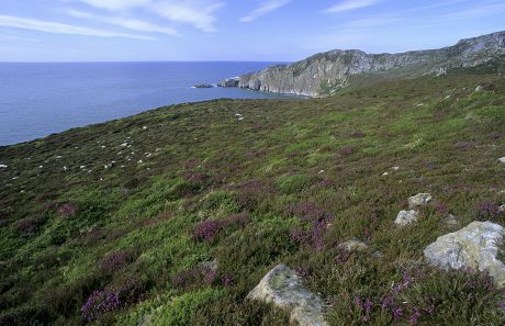 Sea Cliffs Heather South Stack Rspb Editorial Stock Photo - Stock Image ...