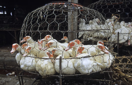 19 Aviculture Stock Pictures, Editorial Images and Stock Photos ...
