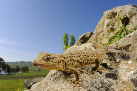 Moorish Gecko Tarentola Mauritanica Adult On Editorial Stock Photo ...