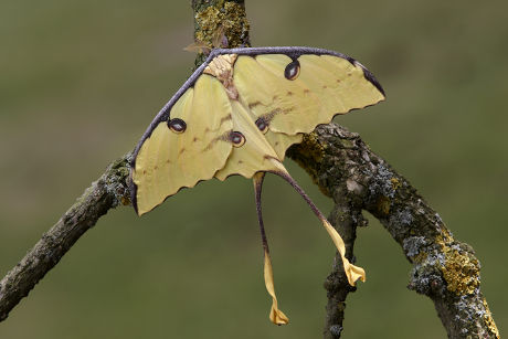 African Moon Moth Argema Mimosae Adult Editorial Stock Photo - Stock ...