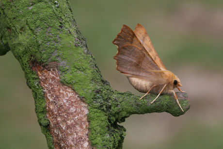 Dusky Thorn Moth Ennomos Fuscantaria Adult Editorial Stock Photo ...