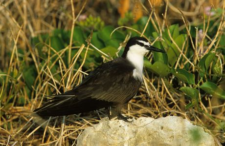 Bridled Tern Sterna Anaethetus Adult On Editorial Stock Photo - Stock ...