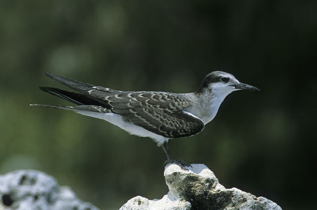 Bridled Tern Sterna Anaethetus Juvenile On Editorial Stock Photo ...