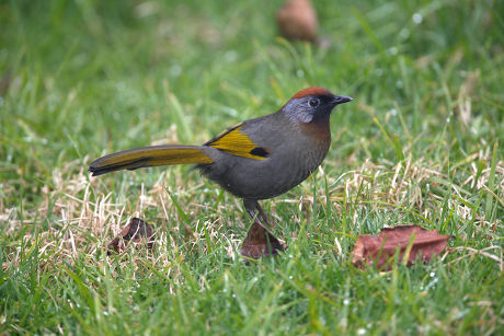 59 Laughing thrush Stock Pictures, Editorial Images and Stock Photos ...