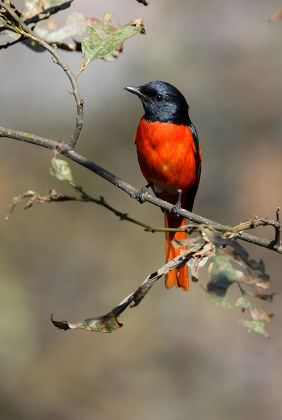 15 Minivets Stock Pictures, Editorial Images and Stock Photos ...