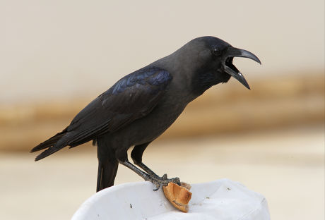 58 Crow eats Stock Pictures, Editorial Images and Stock Photos ...