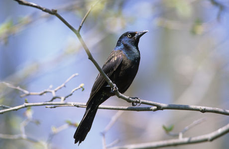 Common Grackle Quiscalus Quiscula Perched On Editorial Stock Photo ...