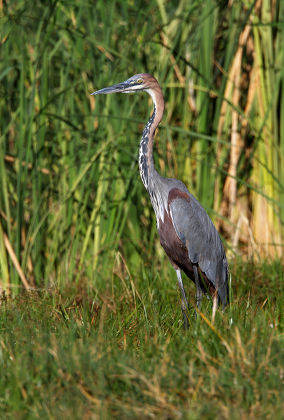 Goliath Heron Ardea Goliath Adult Standing Editorial Stock Photo ...