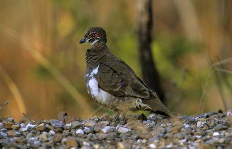 Partridge Pigeon Geophaps Smithii Adult On Editorial Stock Photo ...