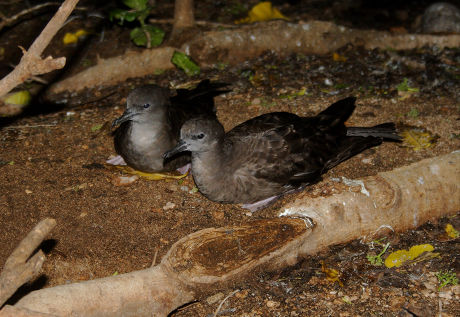 Wedgetailed Shearwater Puffinus Pacificus Adult Pair Editorial Stock ...