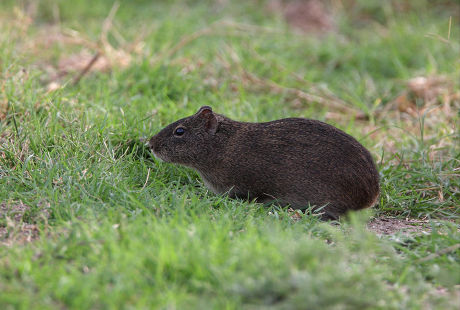 2 Musteloides Stock Pictures, Editorial Images and Stock Photos ...