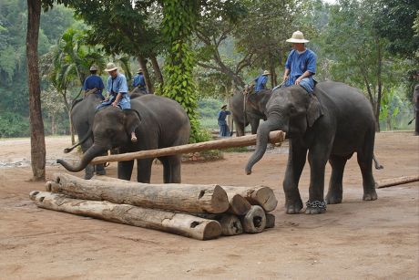89 Tame elephants Stock Pictures, Editorial Images and Stock Photos ...