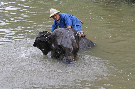 89 Tame elephants Stock Pictures, Editorial Images and Stock Photos ...