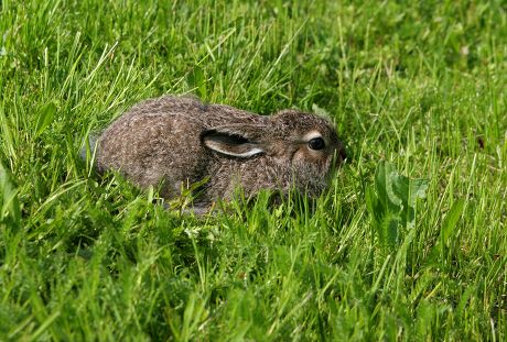 2,000 Lagomorphs Stock Pictures, Editorial Images and Stock Photos ...