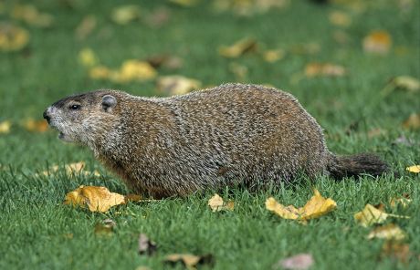 14 Woodchucks Stock Pictures, Editorial Images and Stock Photos ...