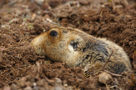 Giant Molerat Tachyoryctes Macrocephalus Adult Digging Editorial Stock ...