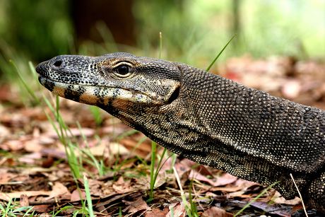 77 Goannas Stock Pictures, Editorial Images and Stock Photos | Shutterstock
