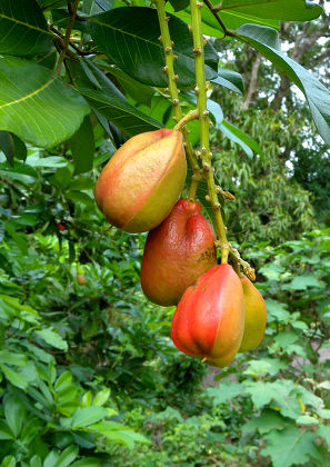 Ackee Blighia Sapida Fruit On Tree Editorial Stock Photo - Stock Image ...