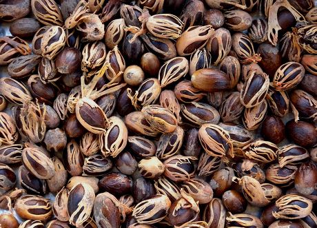 Nutmeg Myristica Fragrans Seeds Mace Outer Editorial Stock Photo ...