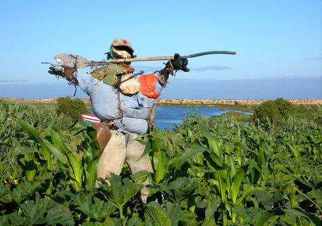 Scarecrow Standing Crop Morocco Africa Editorial Stock Photo - Stock ...