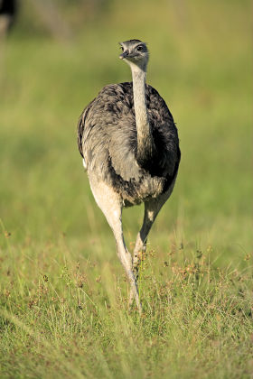 Greater Rhea Rhea Americana Adult Female Editorial Stock Photo - Stock ...