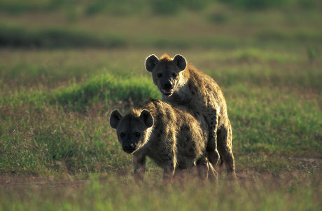 Spotted Hyaena Crocuta Crocuta Mating Amboseli Editorial Stock Photo ...