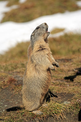 Alpine Marmot Marmota Marmota Adult Calling Editorial Stock Photo ...
