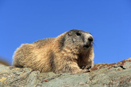 Alpine Marmot Marmota Marmota Adult Resting Editorial Stock Photo ...