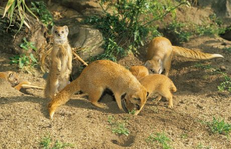 250 Animal dens Stock Pictures, Editorial Images and Stock Photos ...