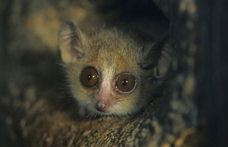 250 Lesser apes Stock Pictures, Editorial Images and Stock Photos ...