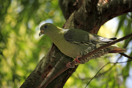 500 Columbiformes Stock Pictures, Editorial Images and Stock Photos ...