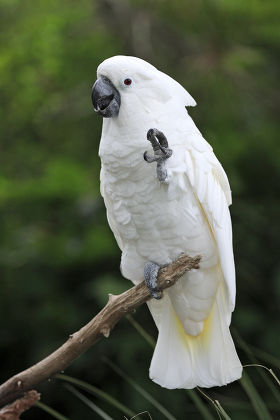 White Cockatoo Cacatua Alba Adult Foot Editorial Stock Photo - Stock ...