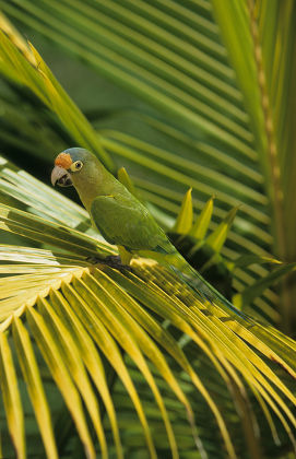 Orangefronted Conure Aratinga Canicularis Clarae Perched Editorial ...