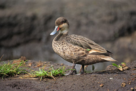 92 Pintails Stock Pictures, Editorial Images and Stock Photos ...