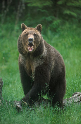 78 Aggressive bear Stock Pictures, Editorial Images and Stock Photos ...