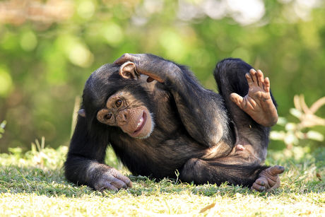 13 Funny chimps Stock Pictures, Editorial Images and Stock Photos ...
