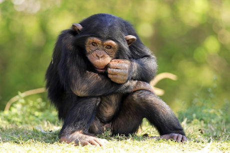 13 Funny chimps Stock Pictures, Editorial Images and Stock Photos ...