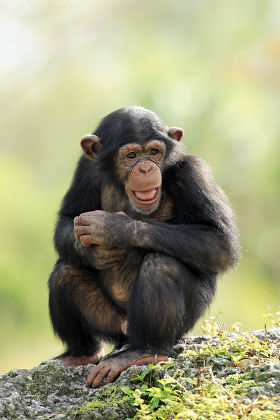13 Funny chimps Stock Pictures, Editorial Images and Stock Photos ...