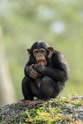13 Funny chimps Stock Pictures, Editorial Images and Stock Photos ...