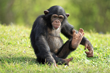 13 Funny chimps Stock Pictures, Editorial Images and Stock Photos ...