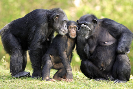 13 Funny chimps Stock Pictures, Editorial Images and Stock Photos ...