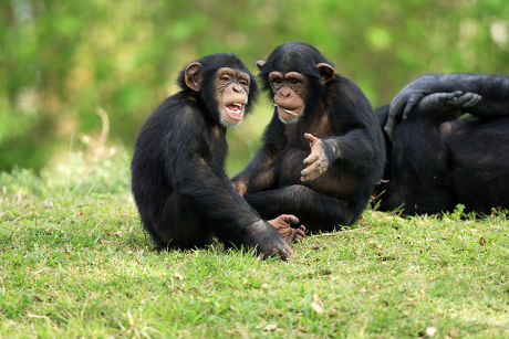 13 Funny chimps Stock Pictures, Editorial Images and Stock Photos ...