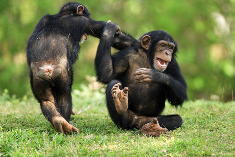 13 Funny chimps Stock Pictures, Editorial Images and Stock Photos ...