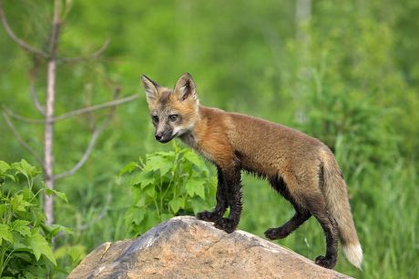 American Red Fox Vulpes Vulpes Fulva Editorial Stock Photo - Stock ...