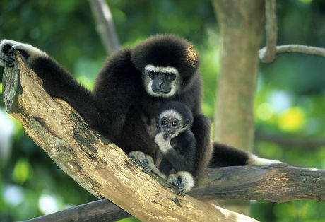250 Lesser apes Stock Pictures, Editorial Images and Stock Photos ...