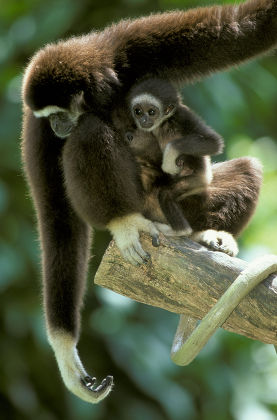 250 Lesser apes Stock Pictures, Editorial Images and Stock Photos ...