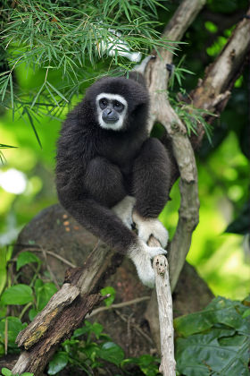 250 Lesser apes Stock Pictures, Editorial Images and Stock Photos ...